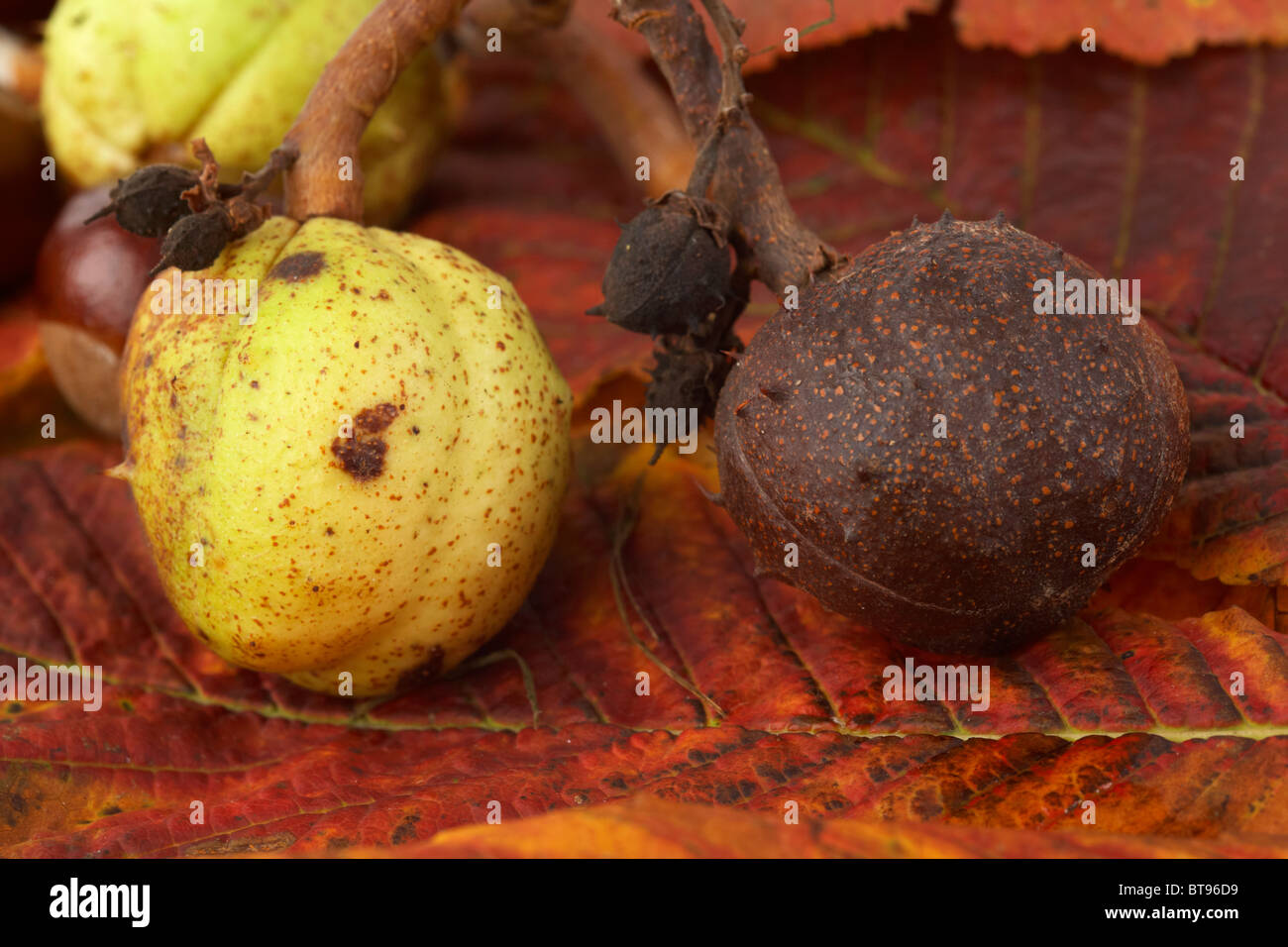Chestnuts colour hi-res stock photography and images - Alamy
