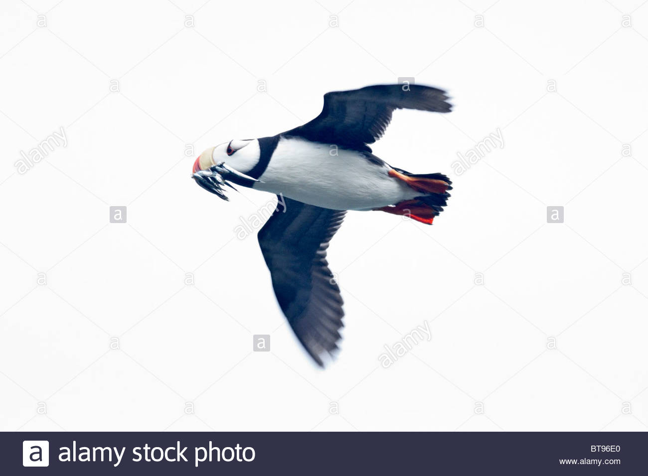 Puffin Lake Clark National Park High Resolution Stock Photography and ...