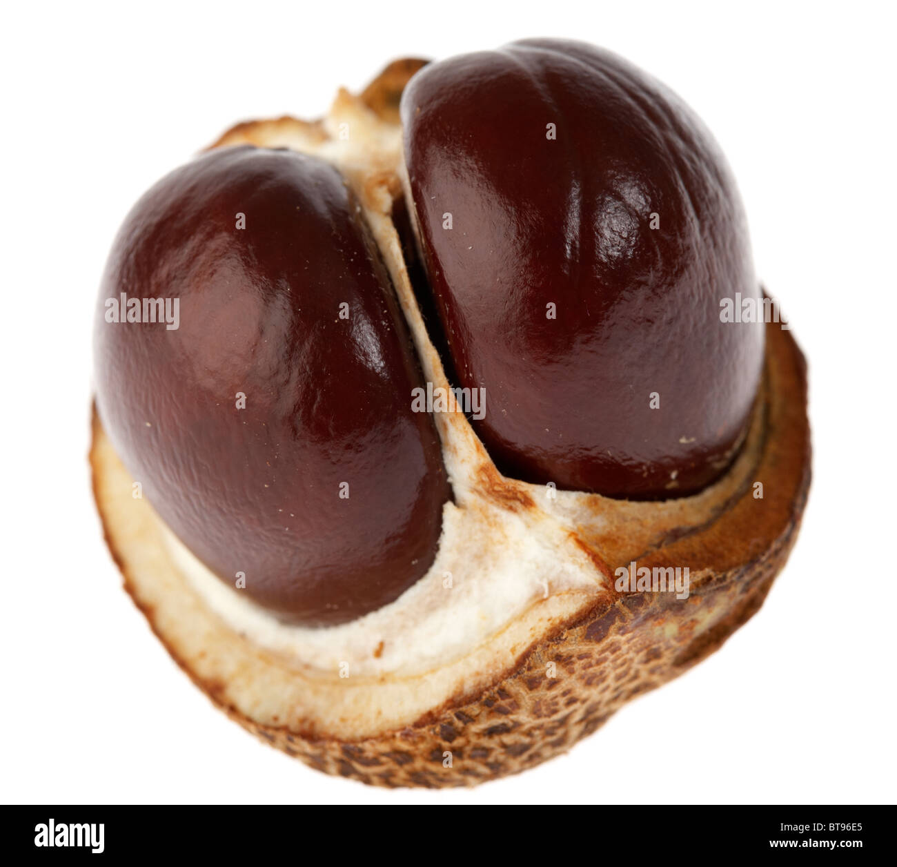 double horse chestnuts aesculus hippocastanum seeds on white background ...