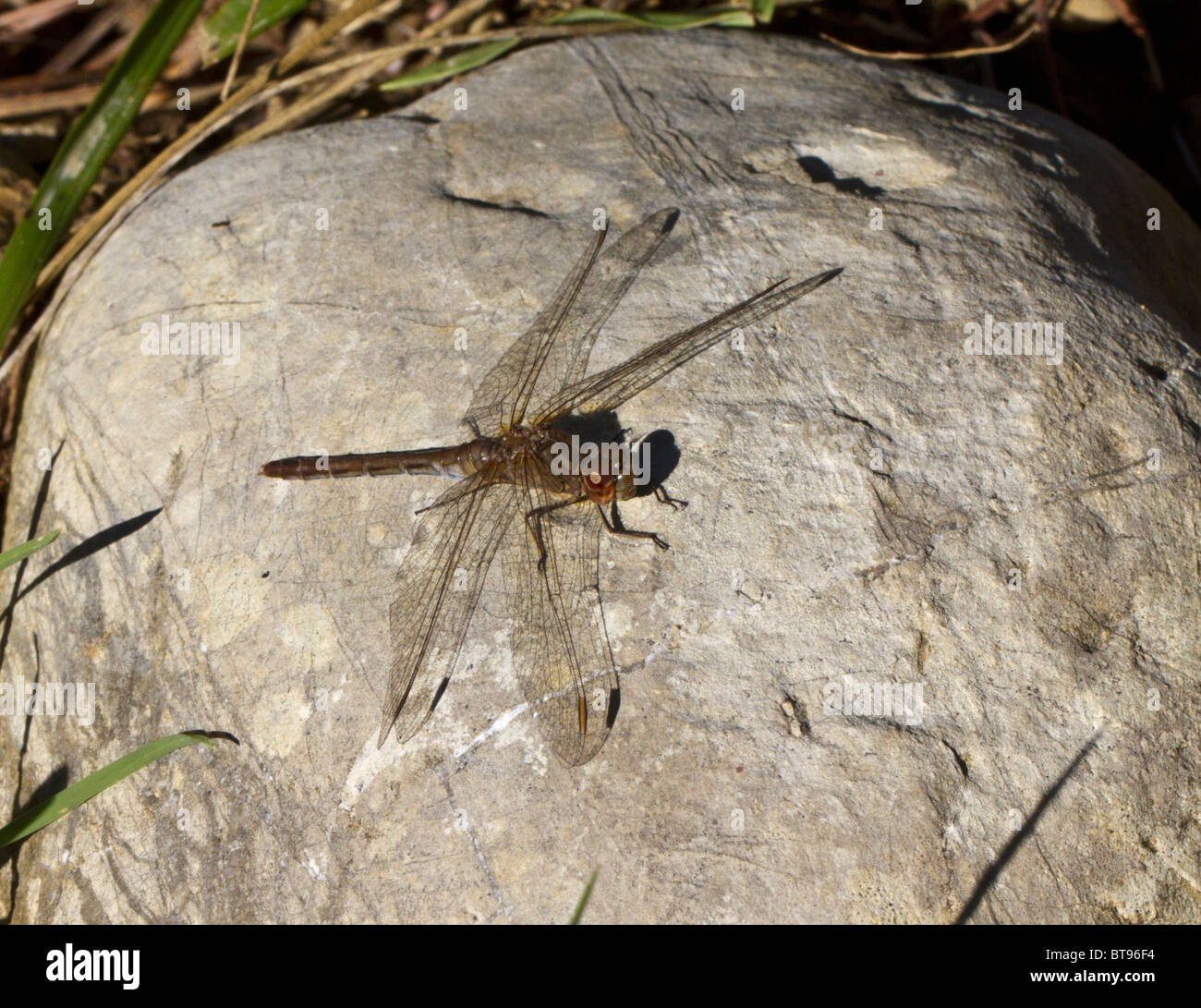 Dragonfly shadow hi-res stock photography and images - Alamy