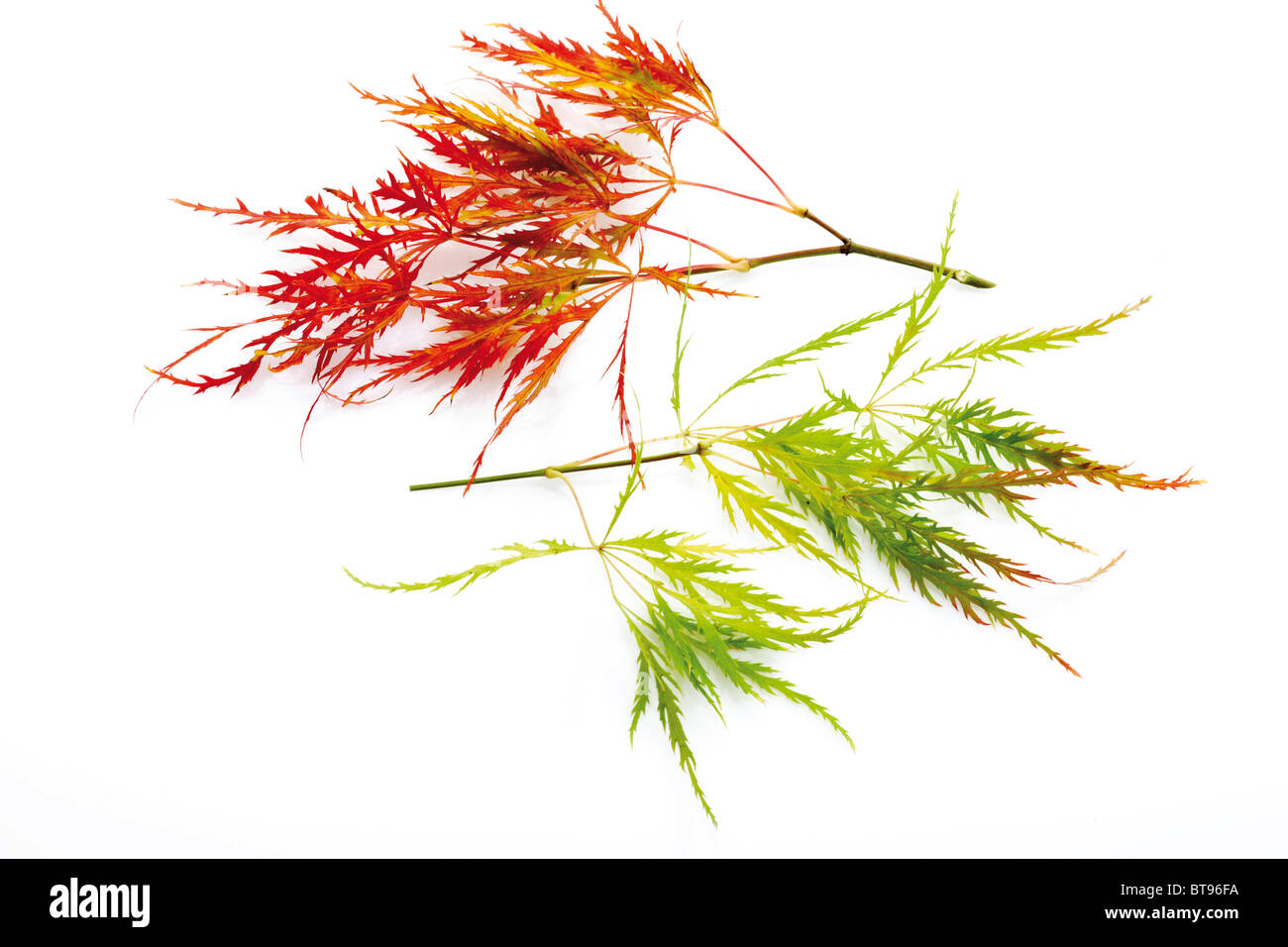 Acer palmatum dissectum tree Cut Out Stock Images & Pictures - Alamy