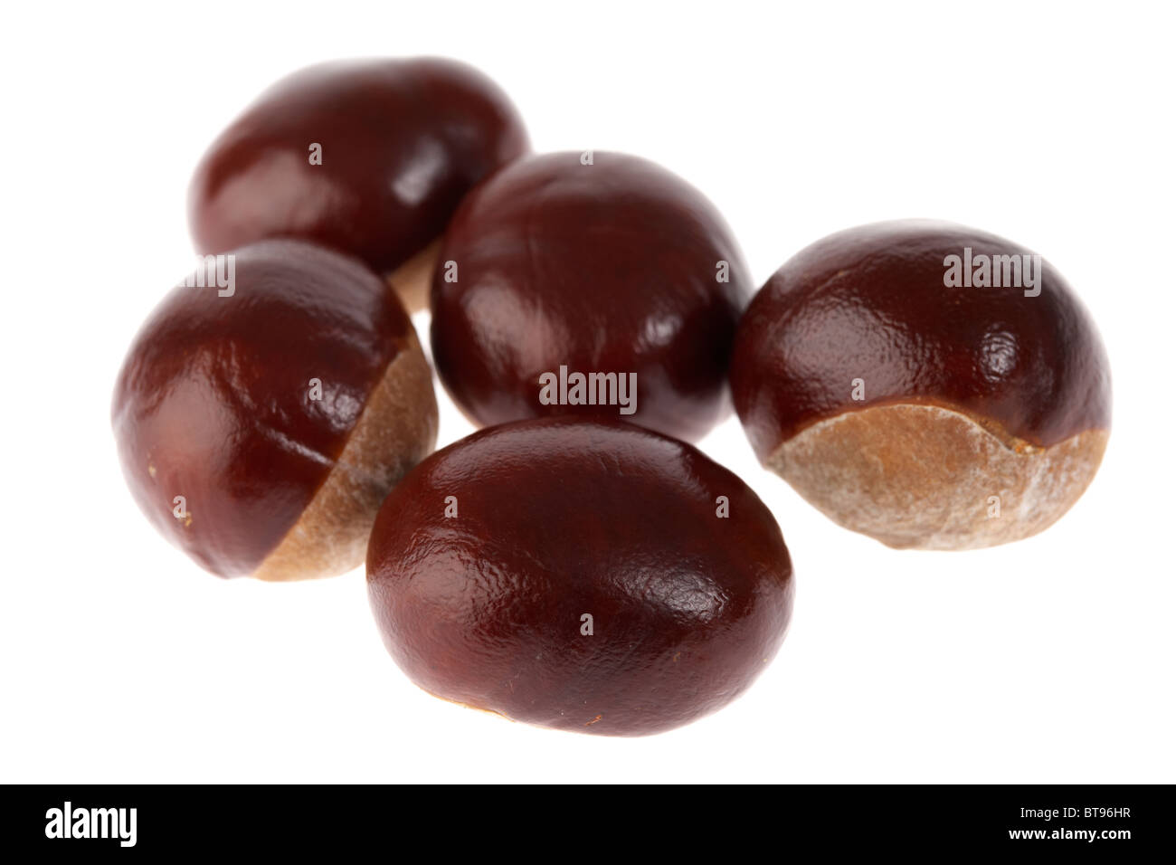 horse chestnuts aesculus hippocastanum seeds on white background Stock ...