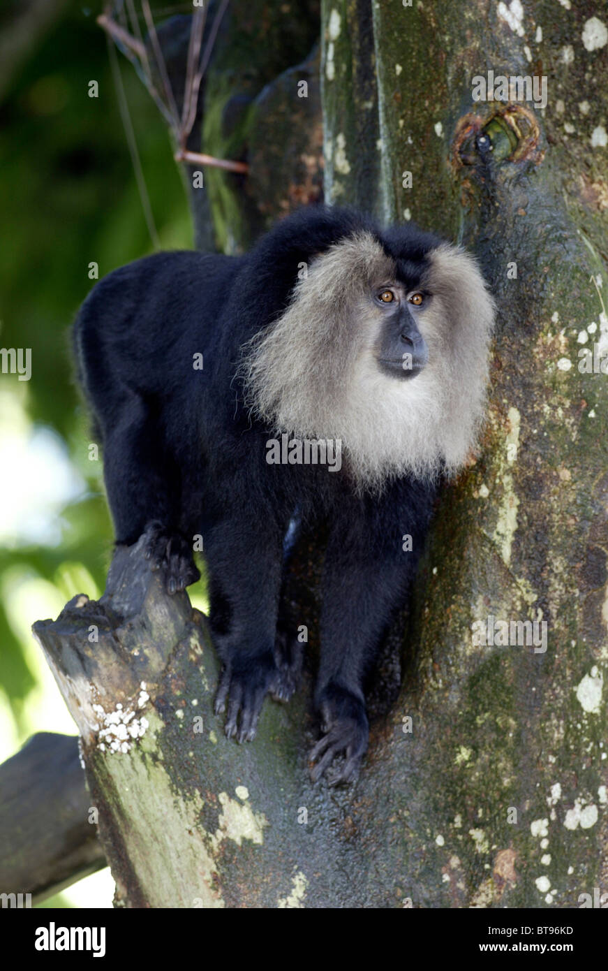 Lion-tailed macaque (Macaca silenus), adult, occurrence in India Stock ...