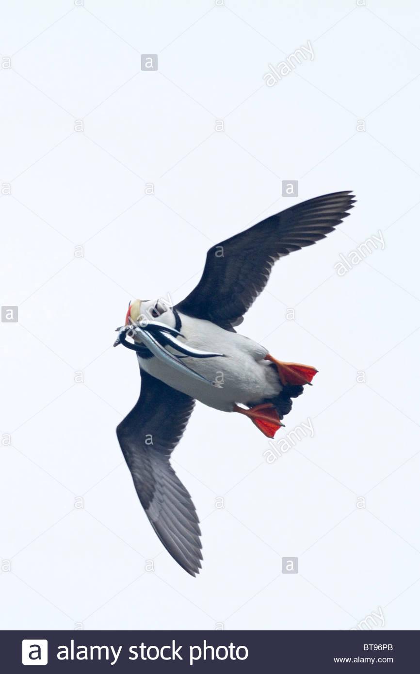 Puffin Lake Clark National Park High Resolution Stock Photography and ...