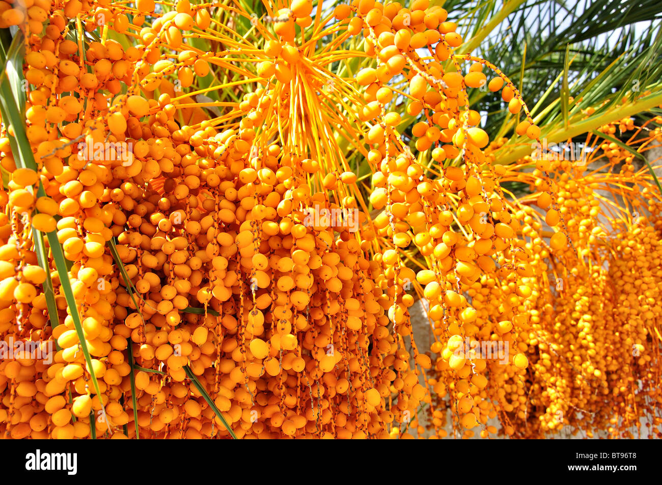 Unripe dates on true date palm near Sami, Kefalonia (Cephalonia ...