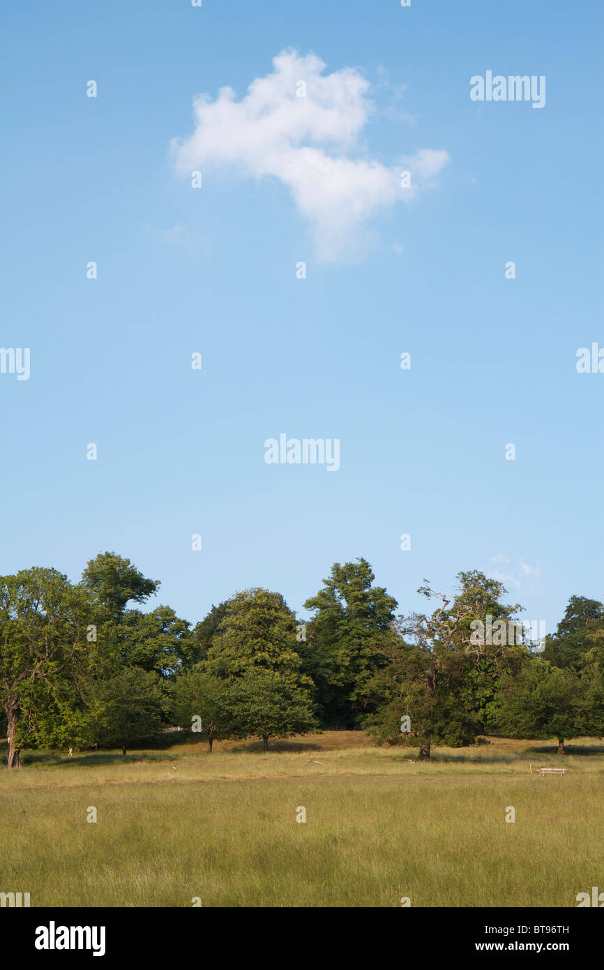 Lone cloud above a row of trees and grassland in Richmond Park in ...