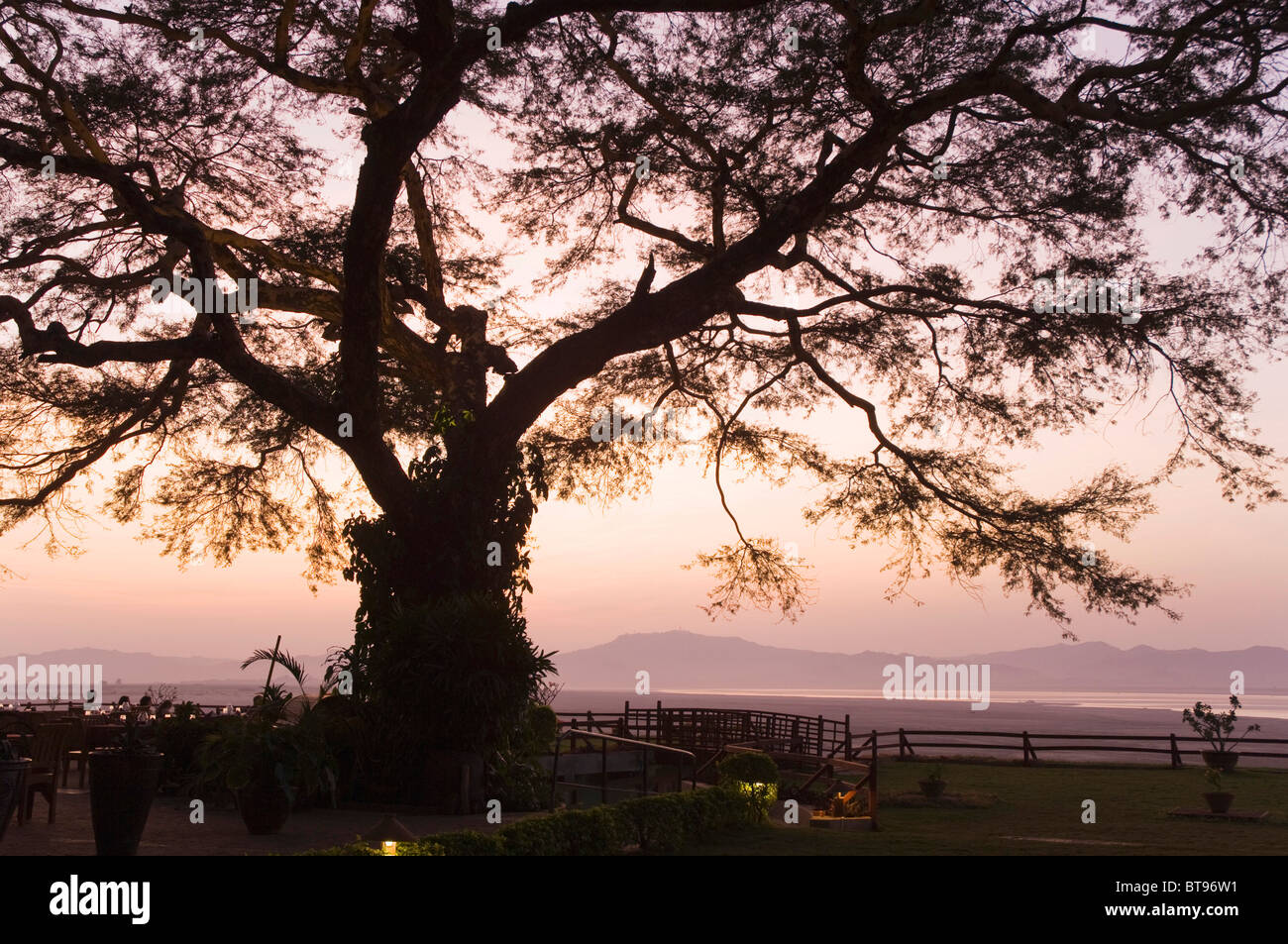Sunset, acacia tree, Bagan Thand Hotel, Old Bagan, Pagan, Burma ...