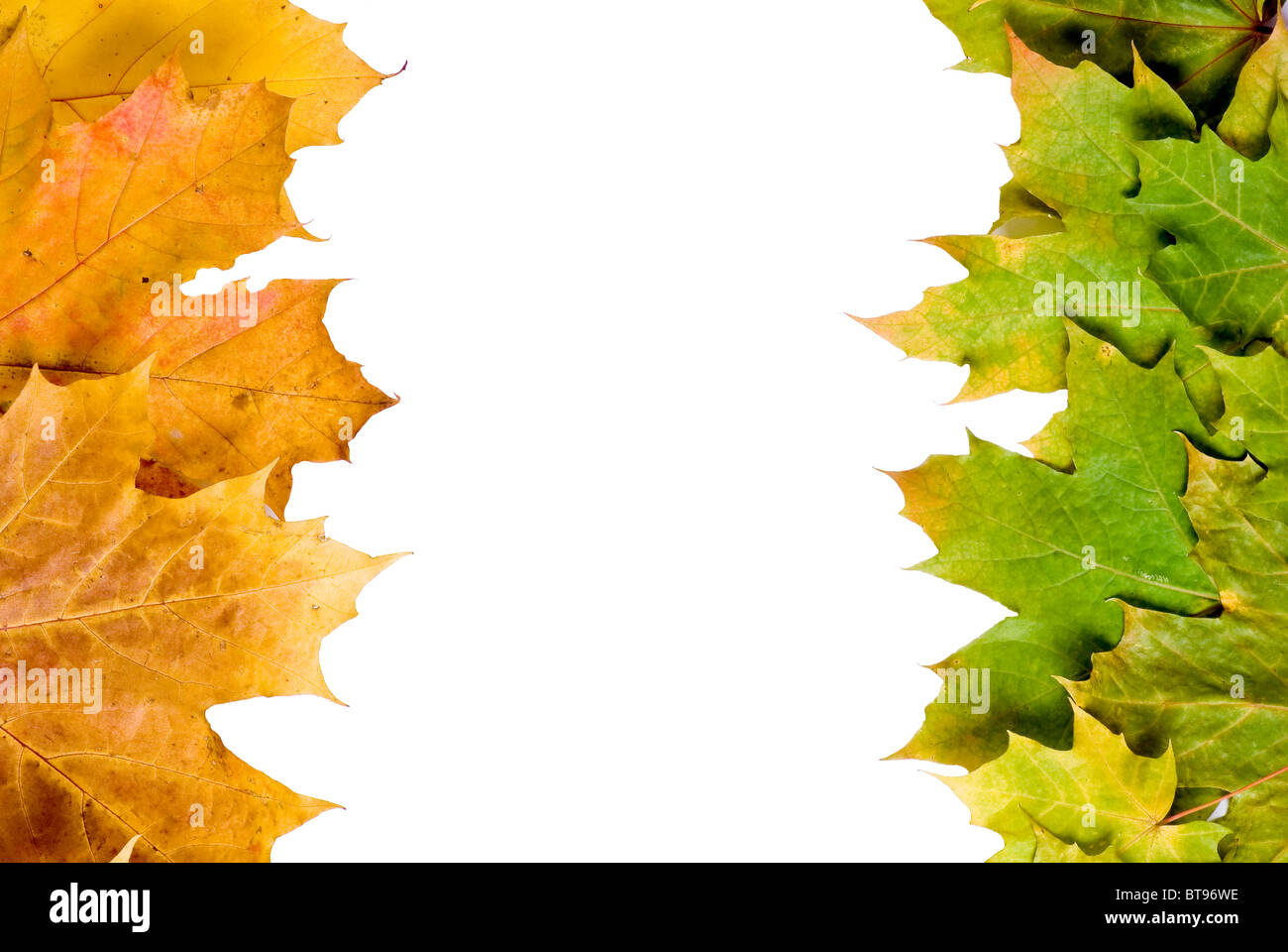 Fall autumn leaves on white background - isolated Stock Photo - Alamy