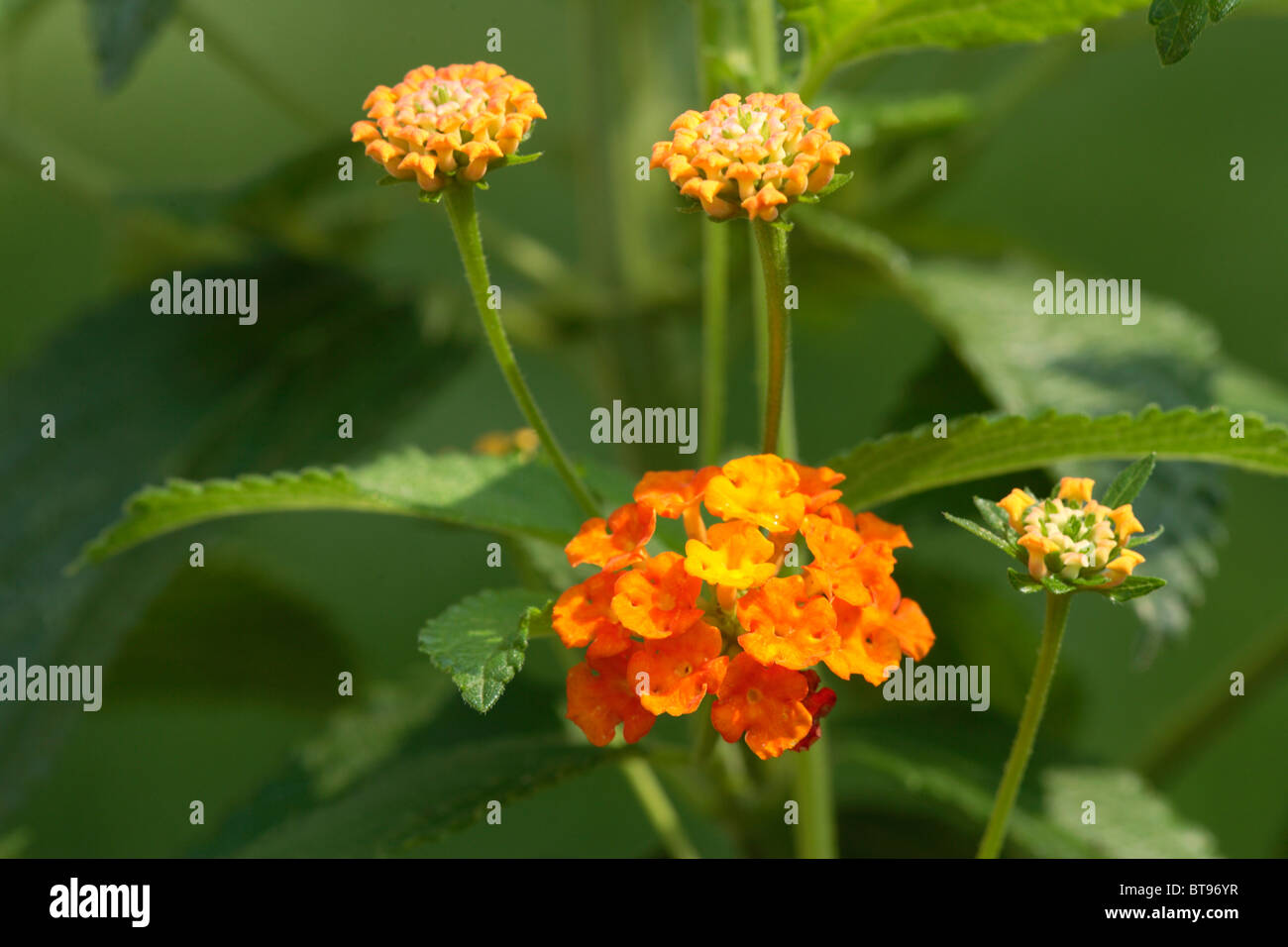 Common lantana (Lantana camara Stock Photo - Alamy Common lantana (Lantana camara Stock Photo - Alamy