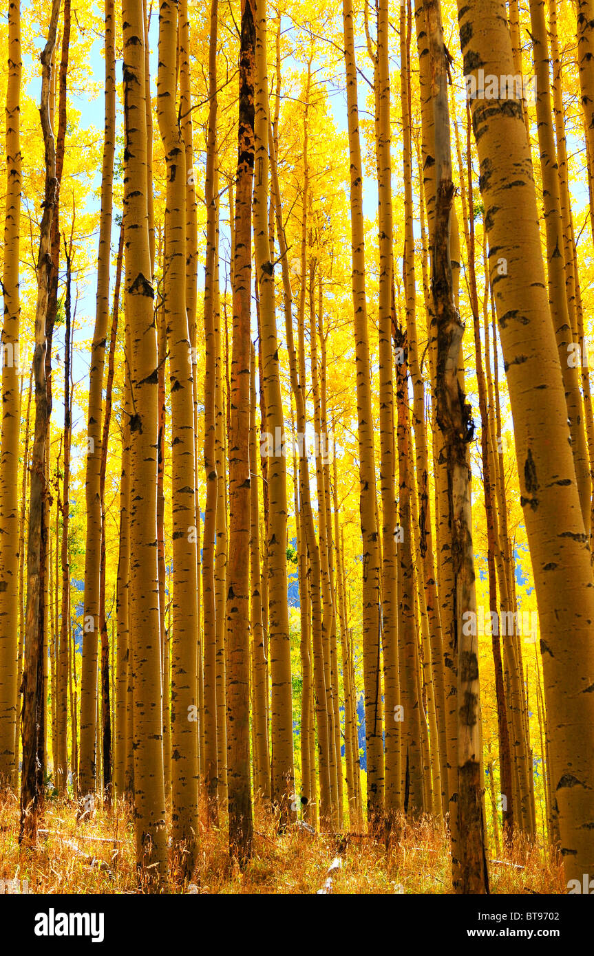 Aspen Trees New Mexico High Resolution Stock Photography and Images - Alamy