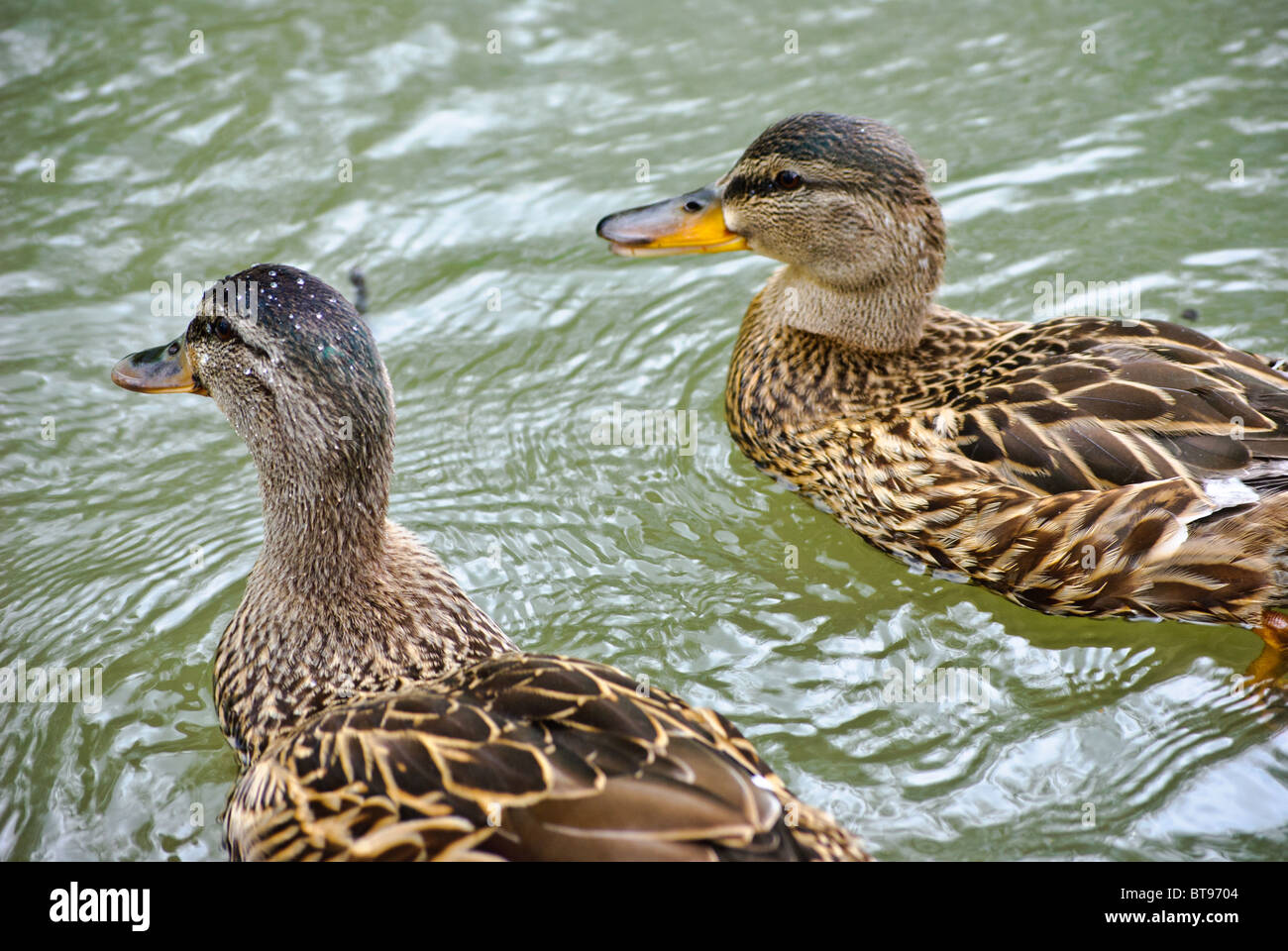 Two ducks swimming Stock Photo - Alamy
