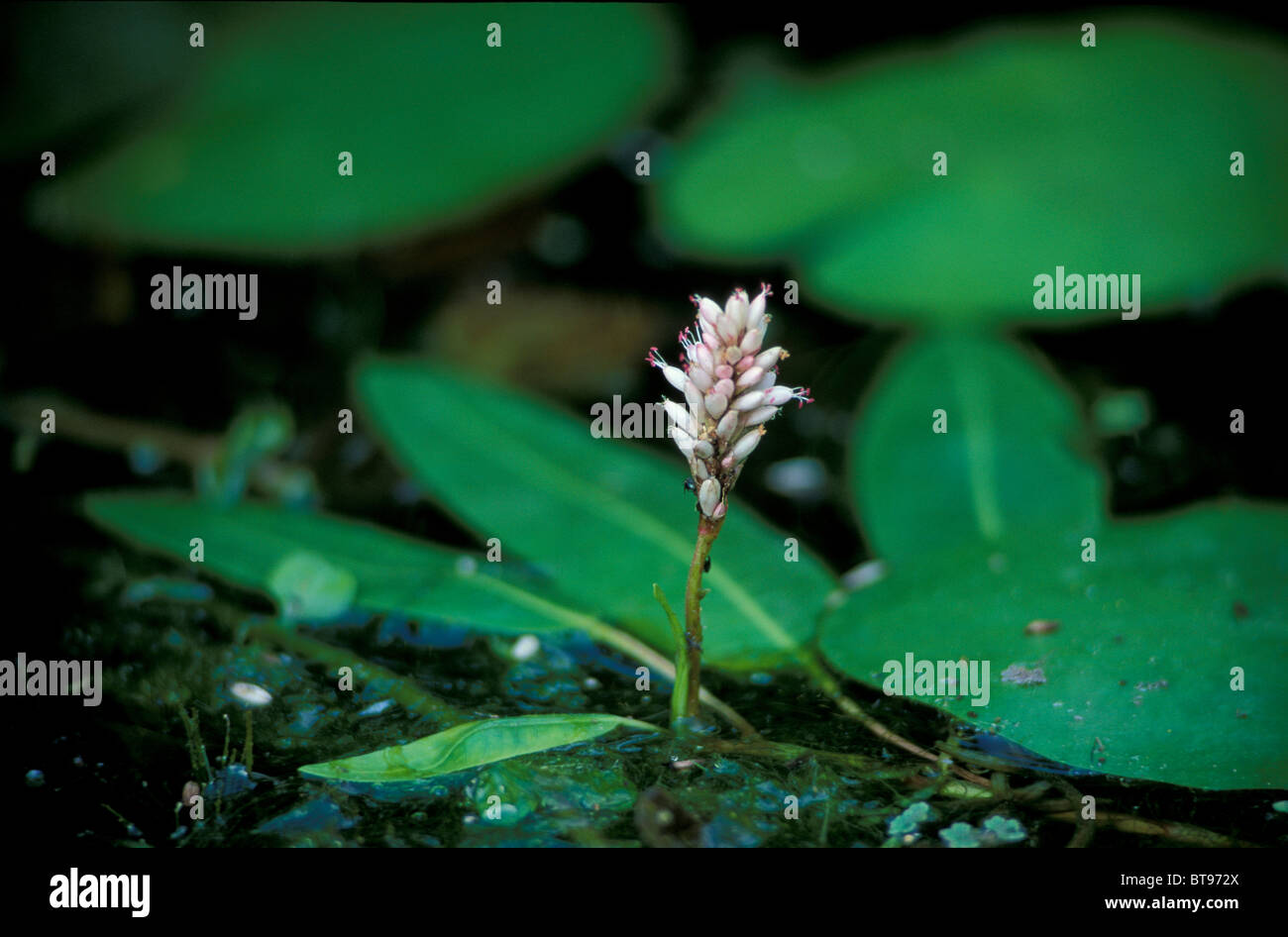Water mint (Mentha aquatica Stock Photo - Alamy