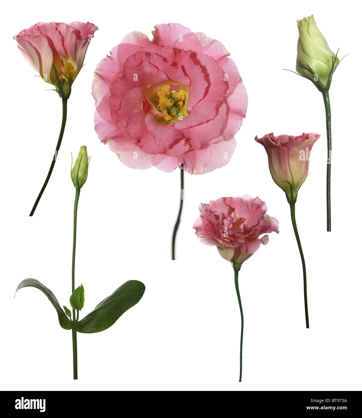 Composite of six views of the various stages of life of a lisianthus ...