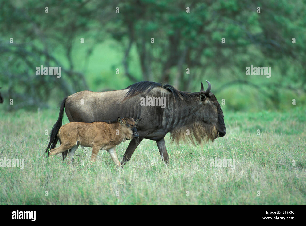 Eastern wildebeest (Connochaetus taurinus albojubatus), adult with ...