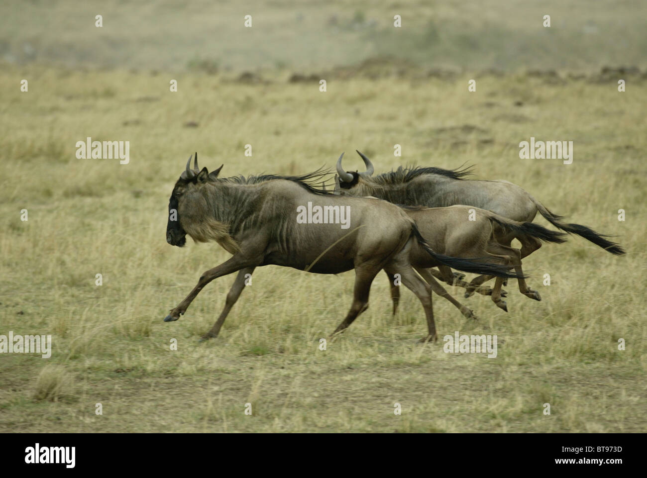 Eastern wildebeest (Connochaetus taurinus albojubatus), adults running ...
