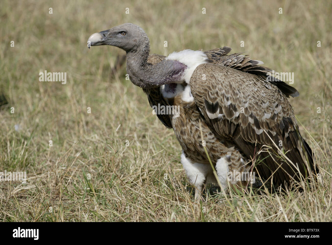 White-backed vulture (Gyps benegalensis africanus), adult bird, Masai ...