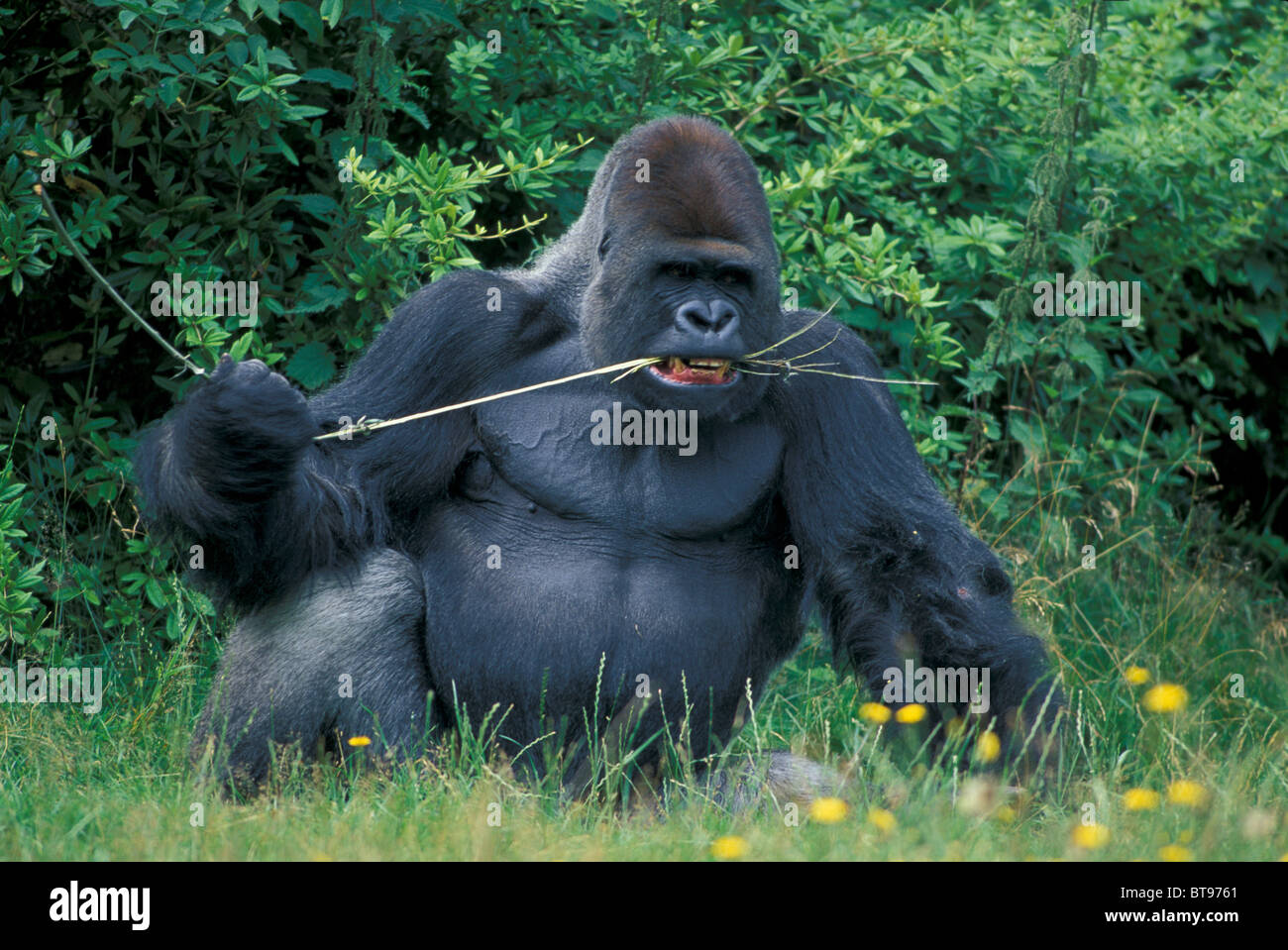Eastern Lowland Gorilla (Gorilla beringei graueri Stock Photo - Alamy