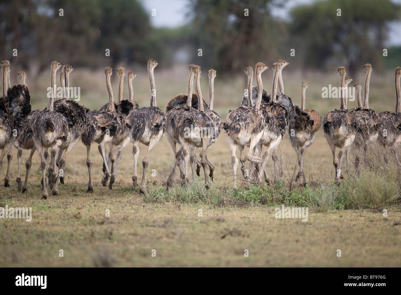 Ostrich on grasslands hi-res stock photography and images - Alamy