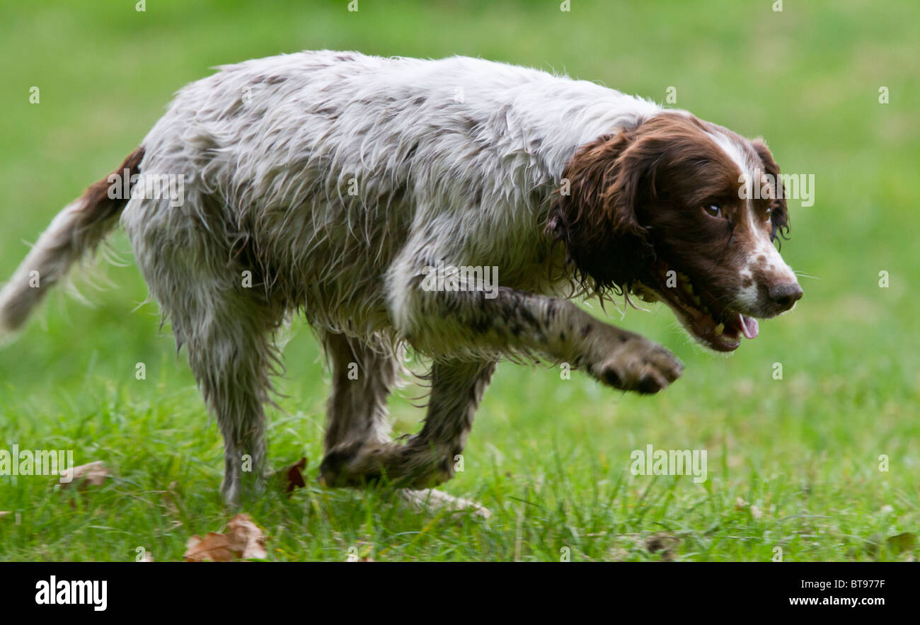 English springer spaniel running Stock Photo - Alamy