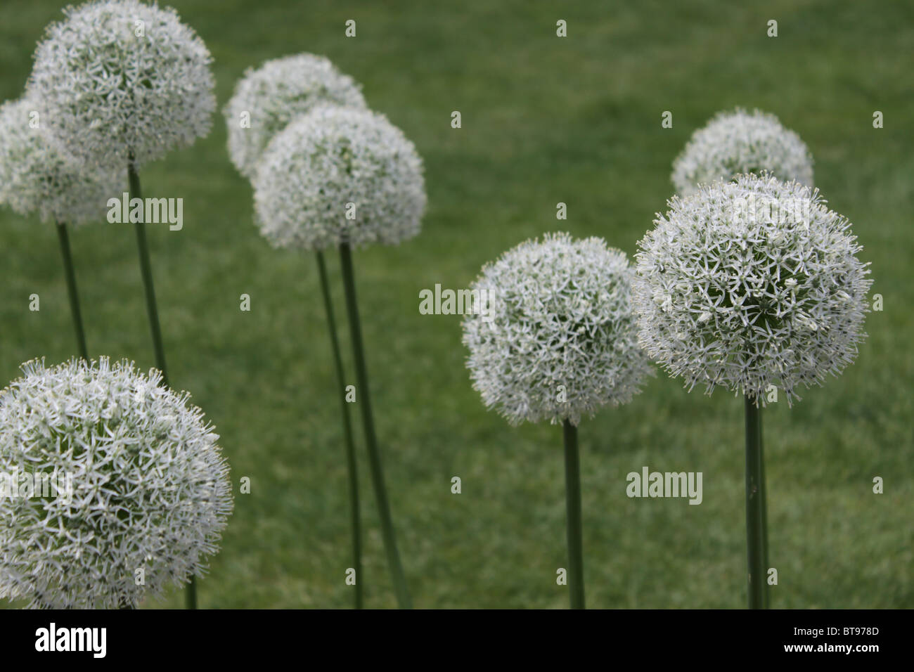 Allium white hi-res stock photography and images - Alamy