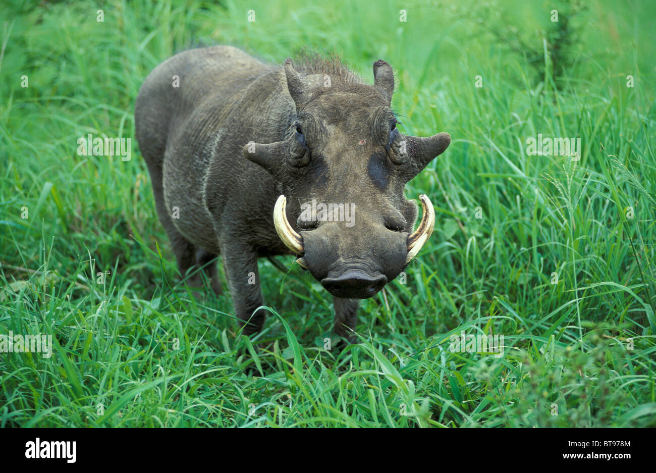 Warthog (Phacochoerus africanus Stock Photo - Alamy