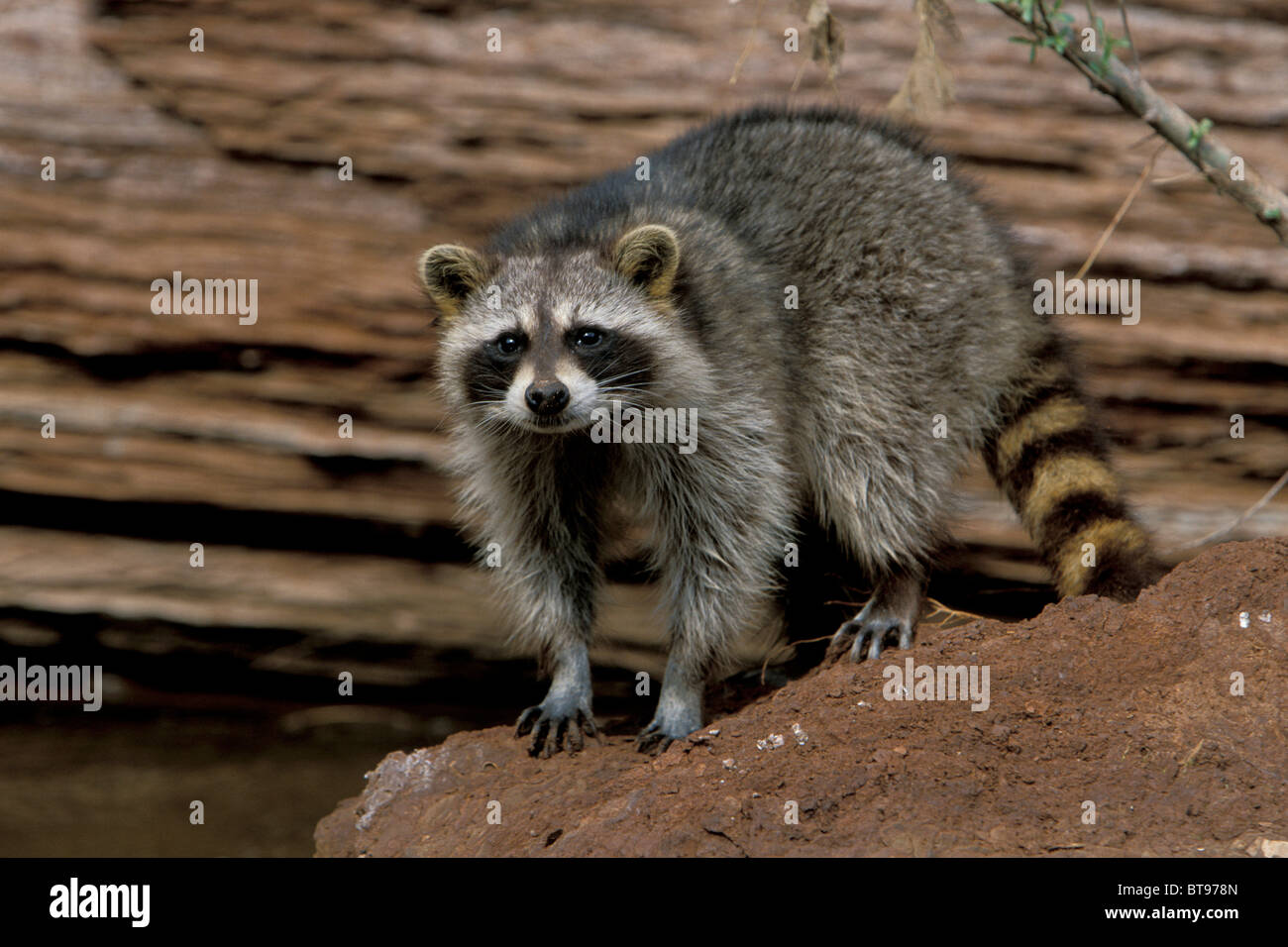Raccoon (Procyon lotor Stock Photo - Alamy