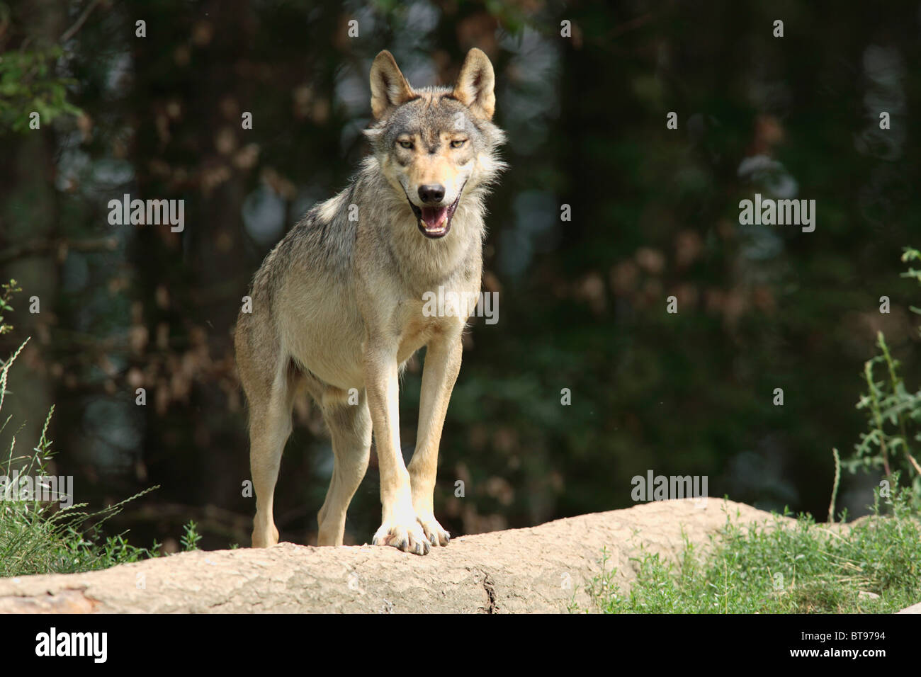 Eastern Canadian Wolf or Eastern Canadian Red Wolf (Canis lupus lycaon ...