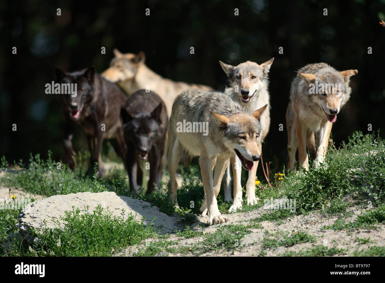 Eastern Canadian Wolf or Eastern Canadian Red Wolf (Canis lupus lycaon ...