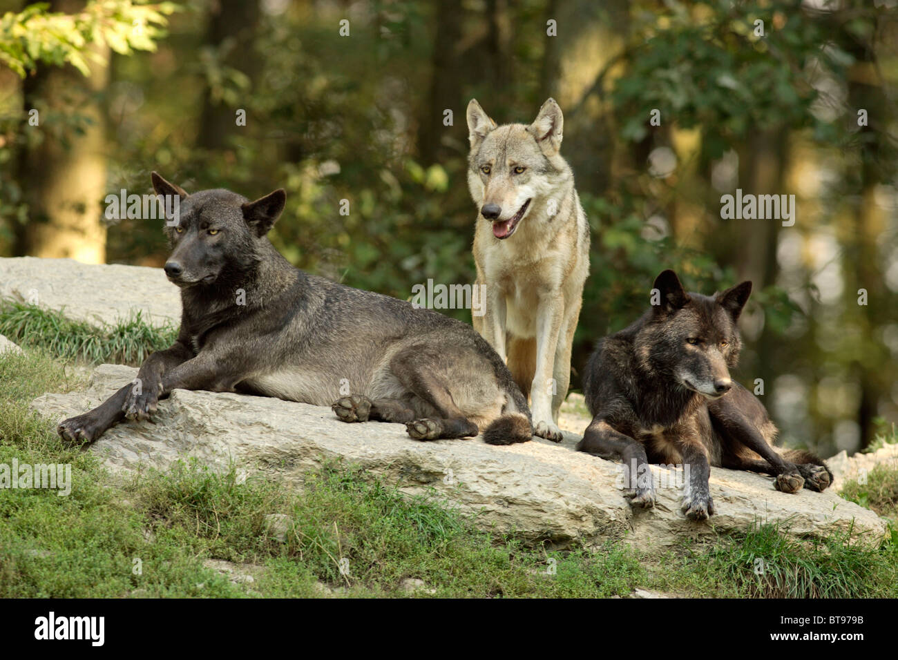 Eastern Canadian Wolf or Eastern Canadian Red Wolf (Canis lupus lycaon ...