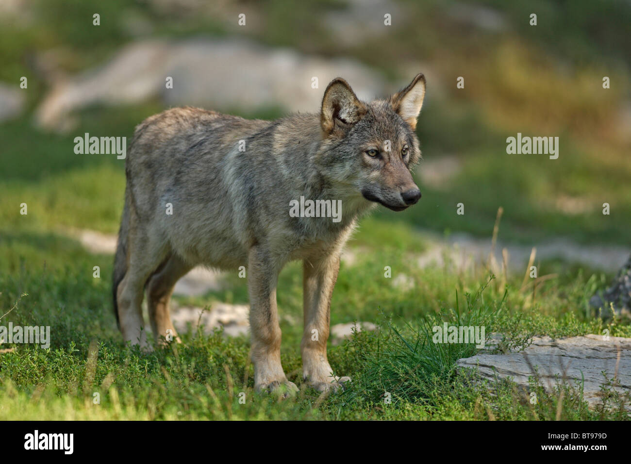 Eastern Canadian Wolf or Eastern Canadian Red Wolf (Canis lupus lycaon ...