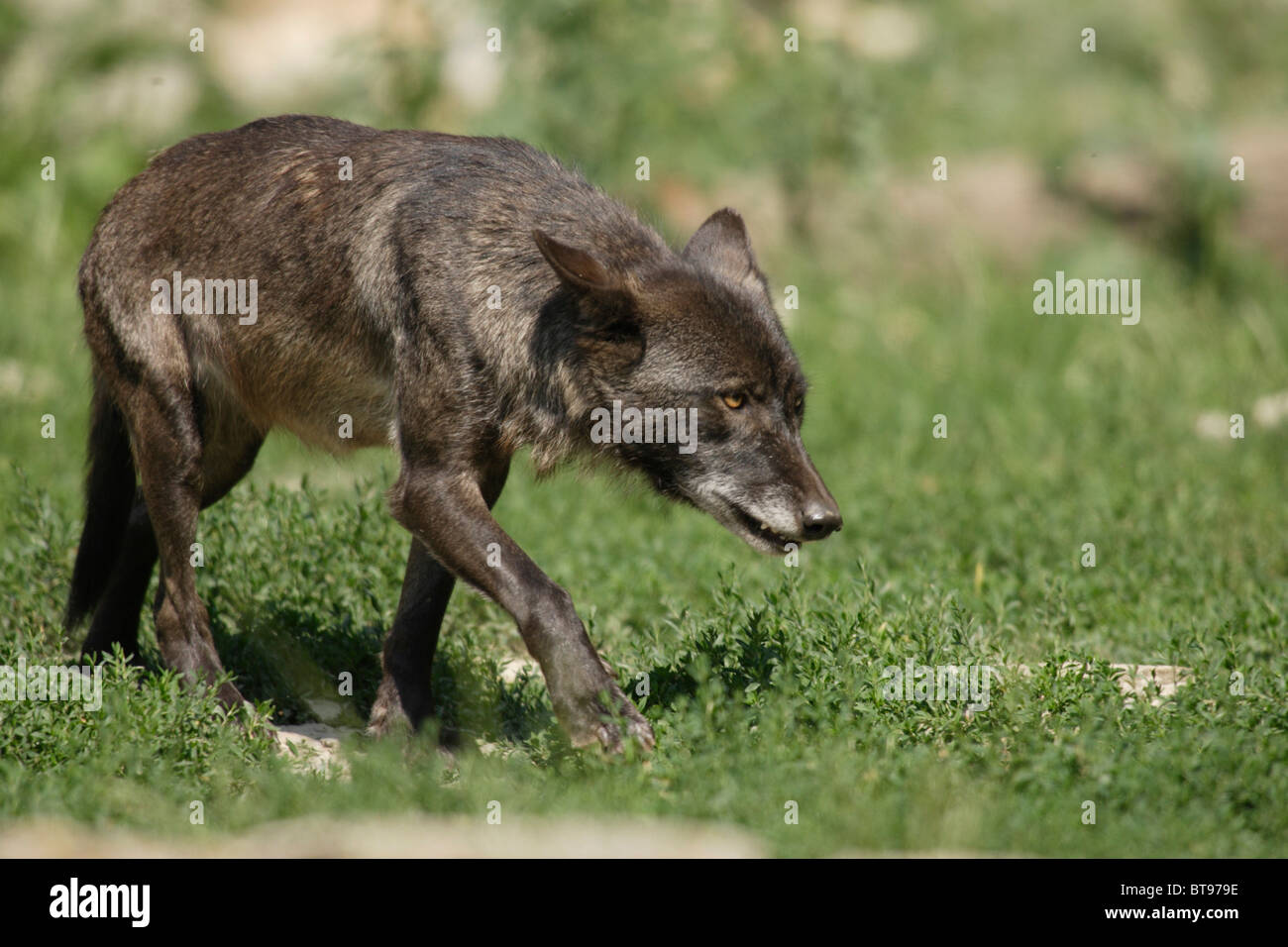 Eastern canadian wolf canis lycaon hi-res stock photography and images ...