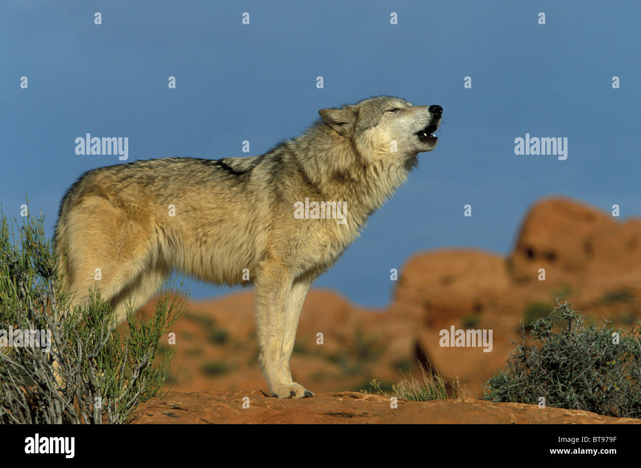 Eastern canadian wolf canis lycaon hi-res stock photography and images ...