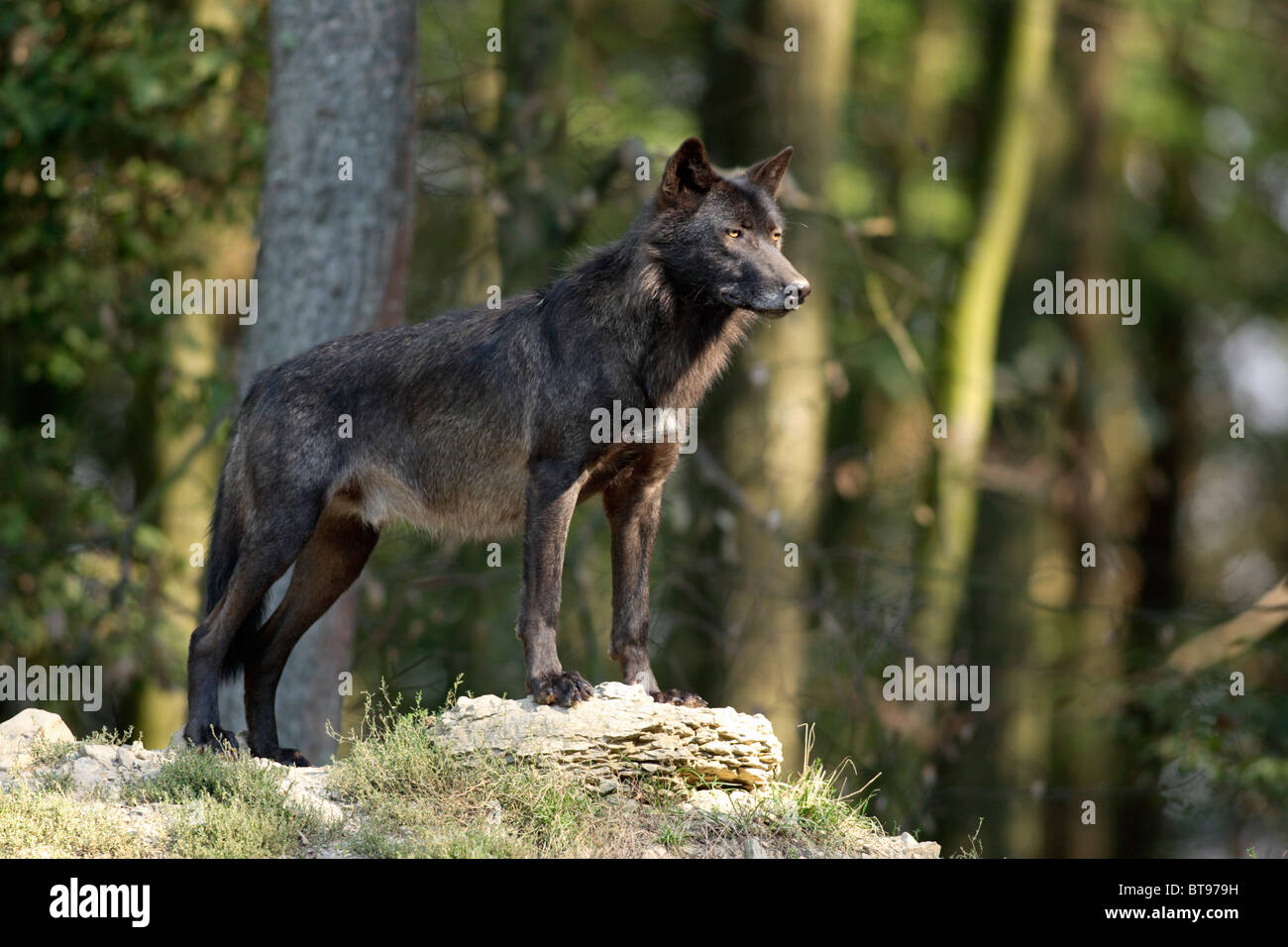 Red wolves habitat hi-res stock photography and images - Alamy