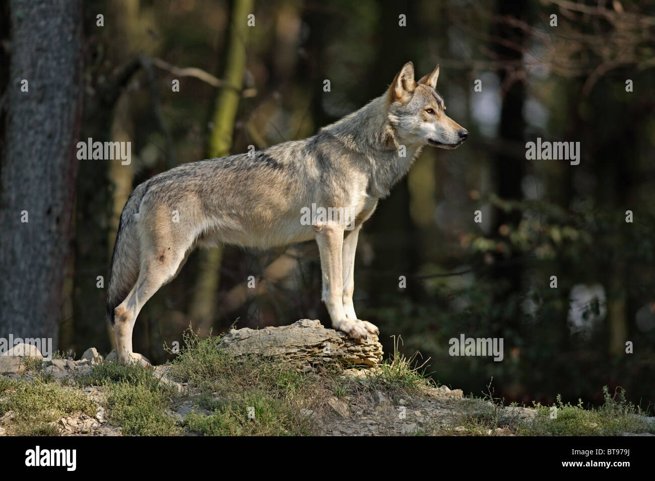 Eastern canadian wolf canis lycaon hi-res stock photography and images ...