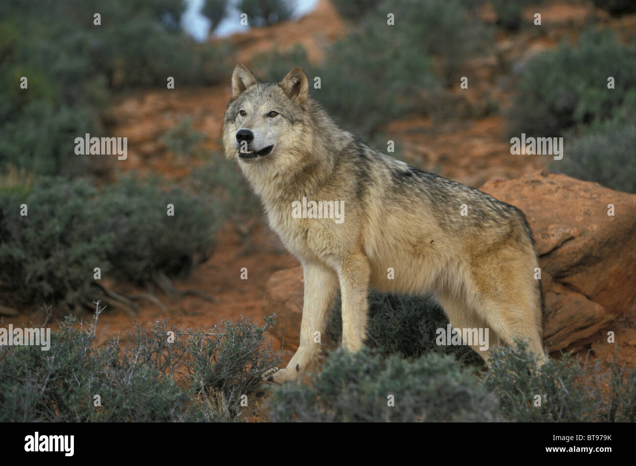 Eastern Canadian Wolf or Eastern Canadian Red Wolf (Canis lupus lycaon ...