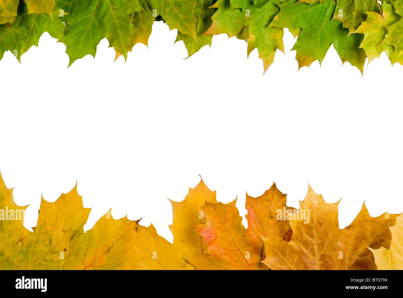 Fall autumn leaves on white background - isolated Stock Photo - Alamy