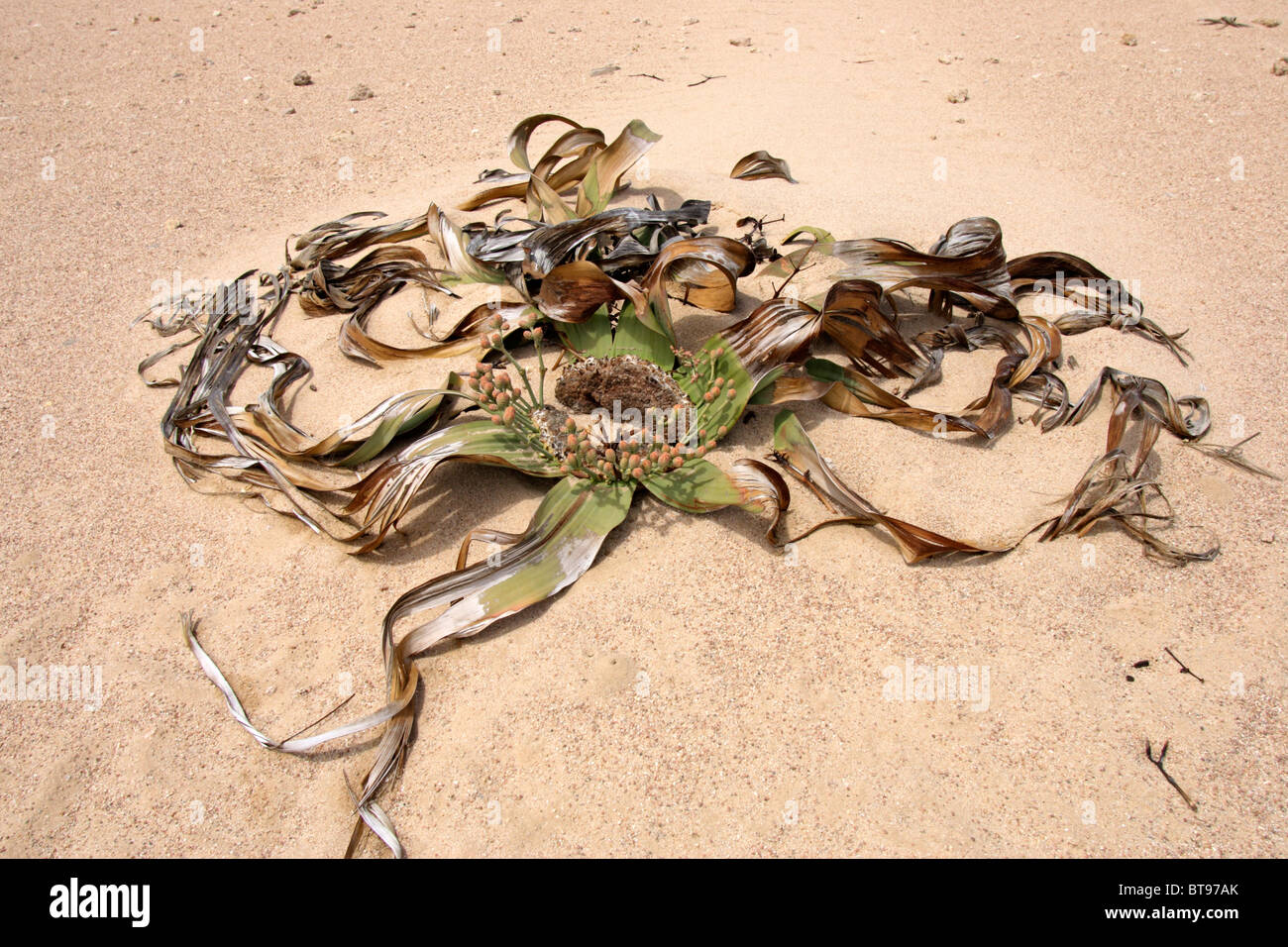 Welwitschia (Welwitschia mirabilis), Namib Desert, Namibia, Africa ...