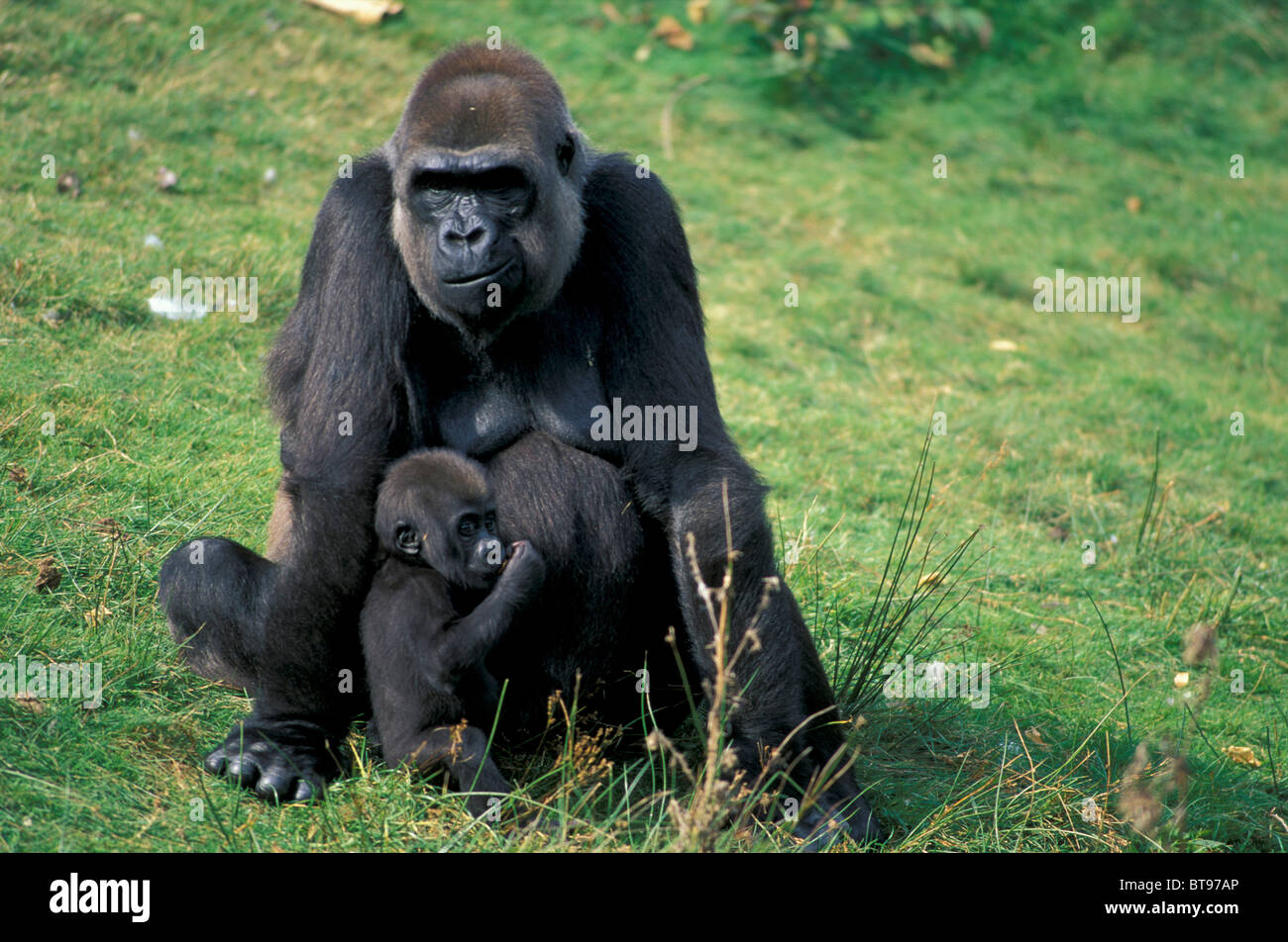 Eastern Lowland Gorilla (Gorilla beringei graueri Stock Photo - Alamy