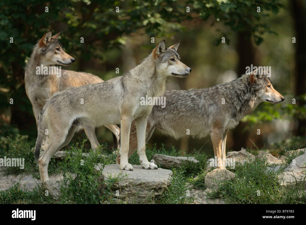 Eastern canadian wolf canis lycaon hi-res stock photography and images ...