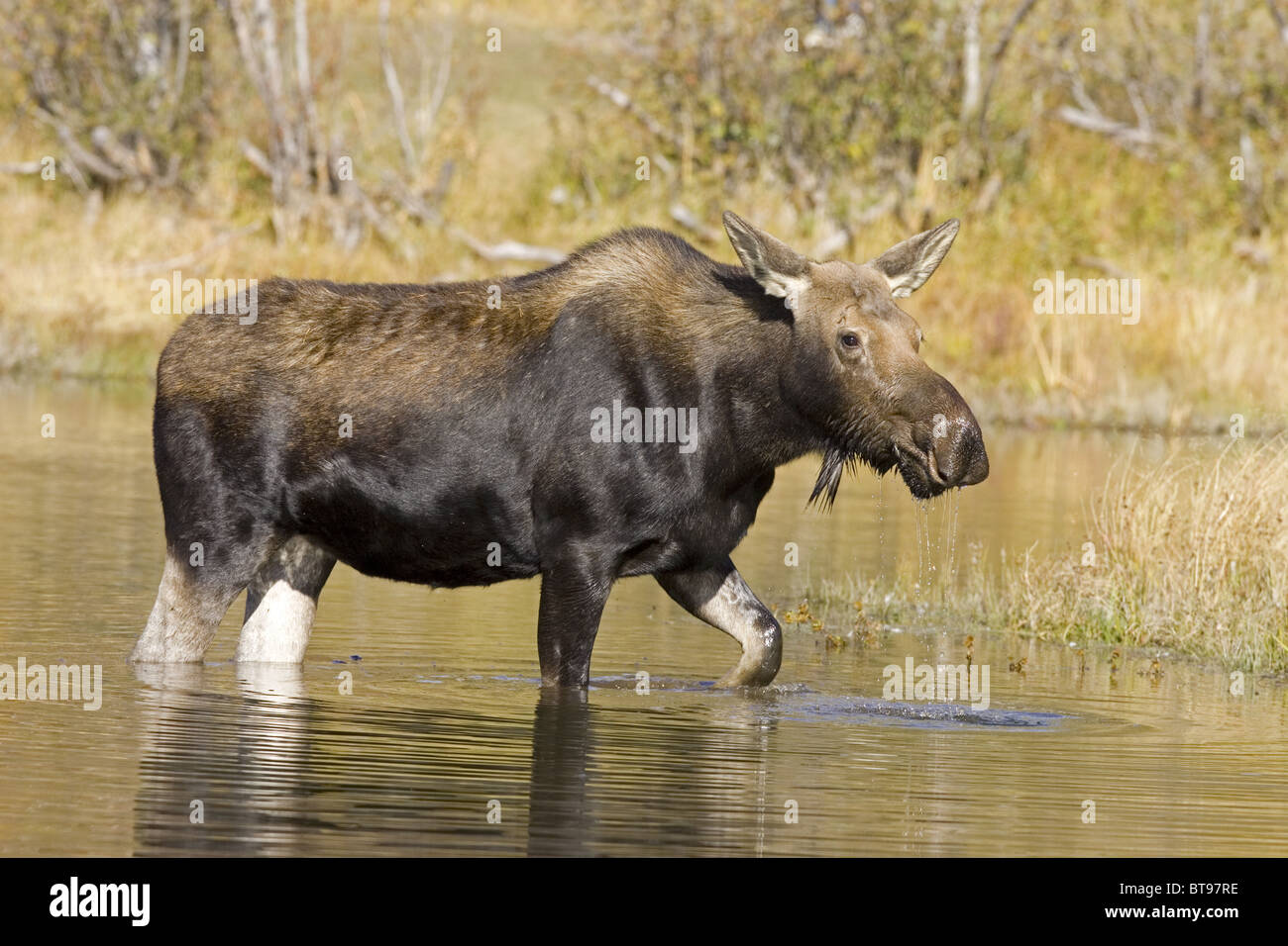 Moose cow feeding in pool Stock Photo - Alamy