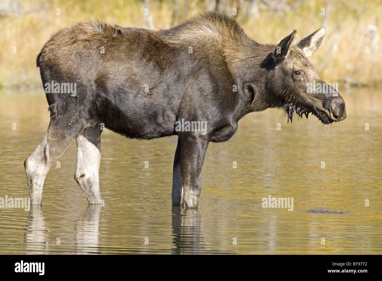 Moose cow feeding in pool Stock Photo - Alamy