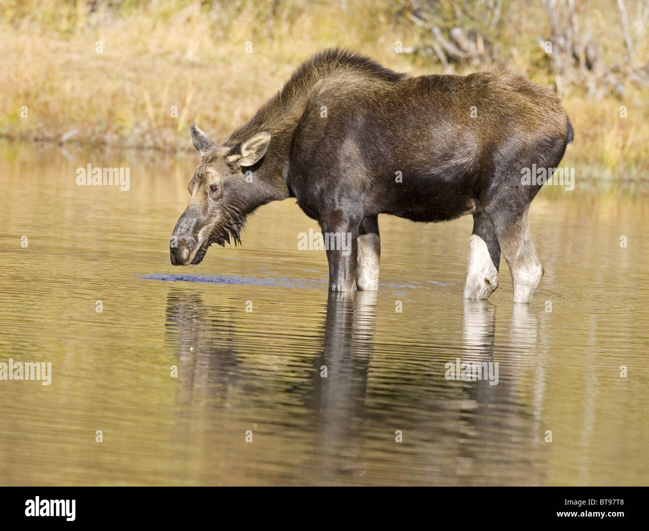 Moose cow feeding in pool Stock Photo - Alamy