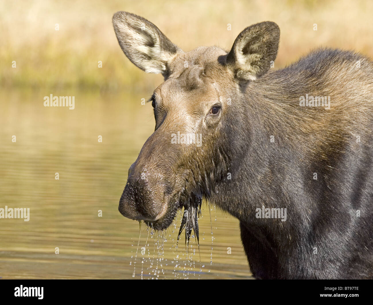 Close up of moose hi-res stock photography and images - Alamy