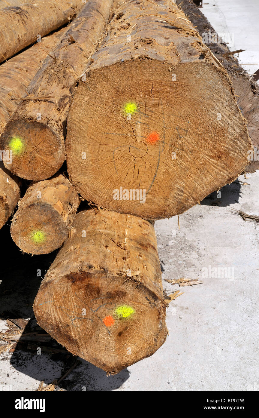Peeled logs, wood factory in Upper Bavaria, Bavaria, Germany, Europe ...