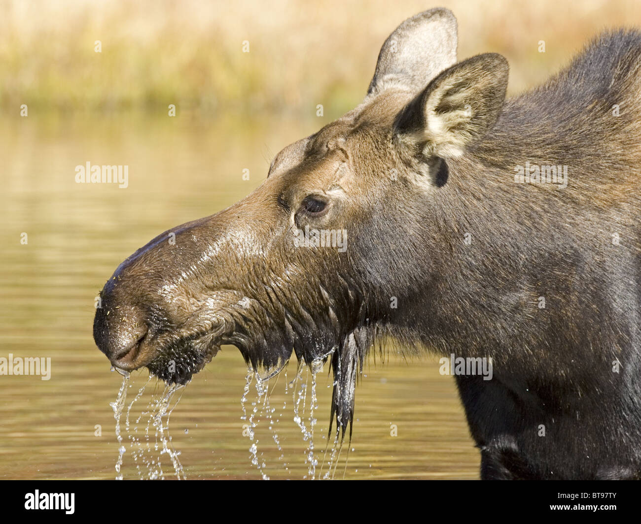 Moose cow feeding in pool Stock Photo - Alamy