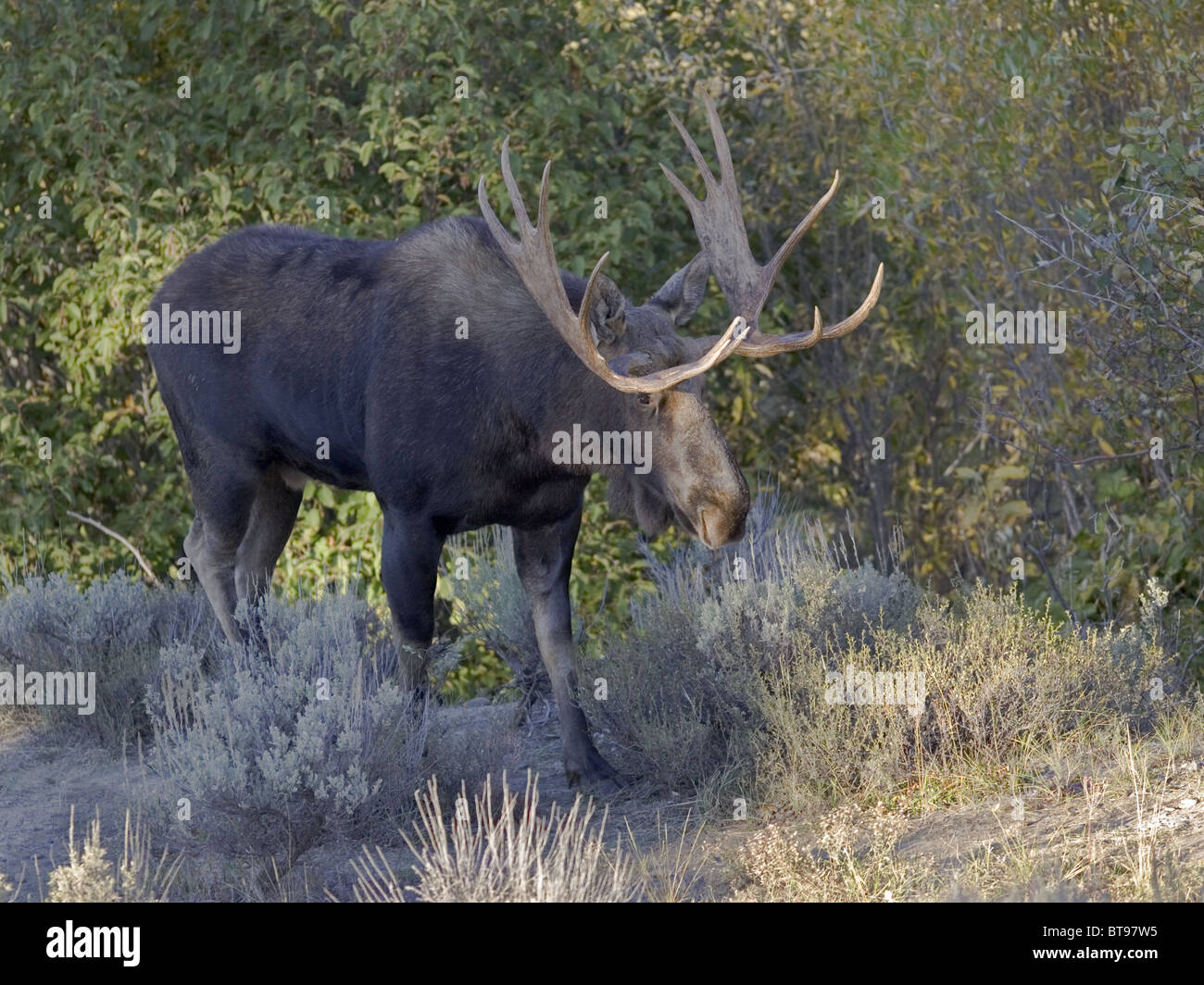 Moose in woodland hi-res stock photography and images - Alamy