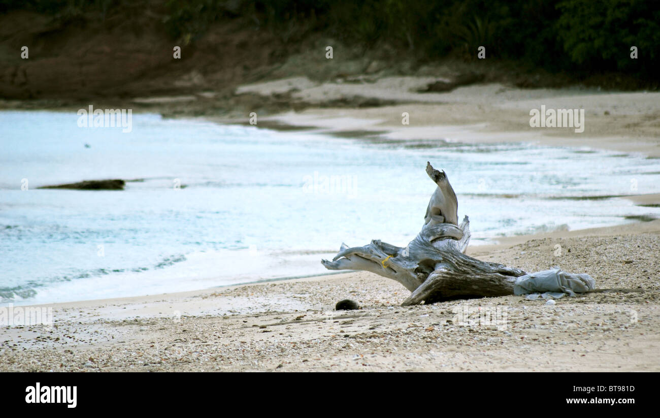 Driftwood on beach Stock Photo - Alamy