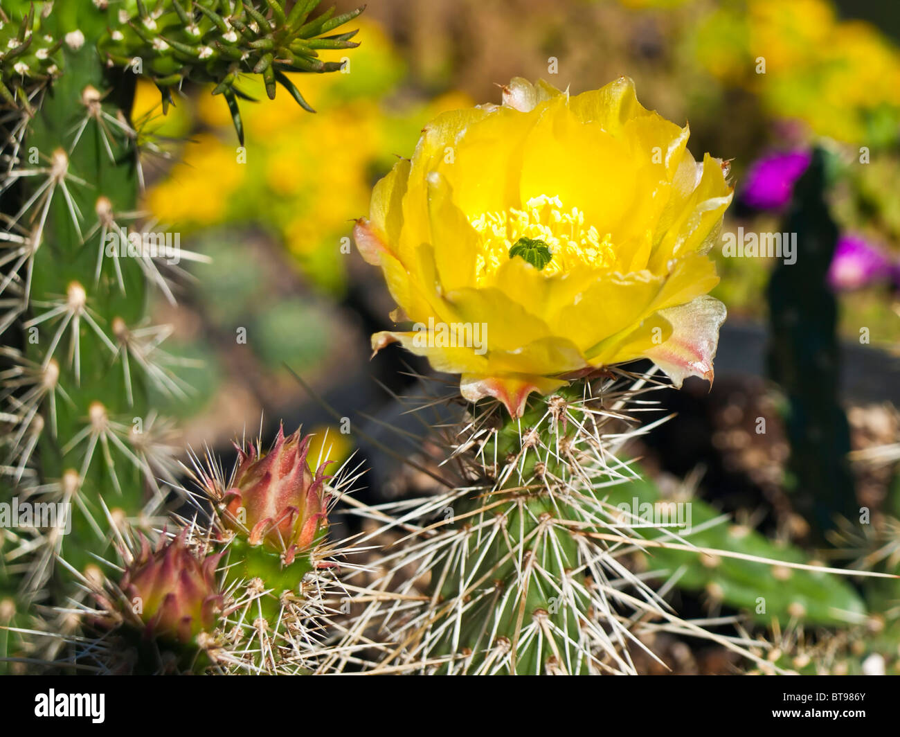 cactus blossom blooming Stock Photo - Alamy