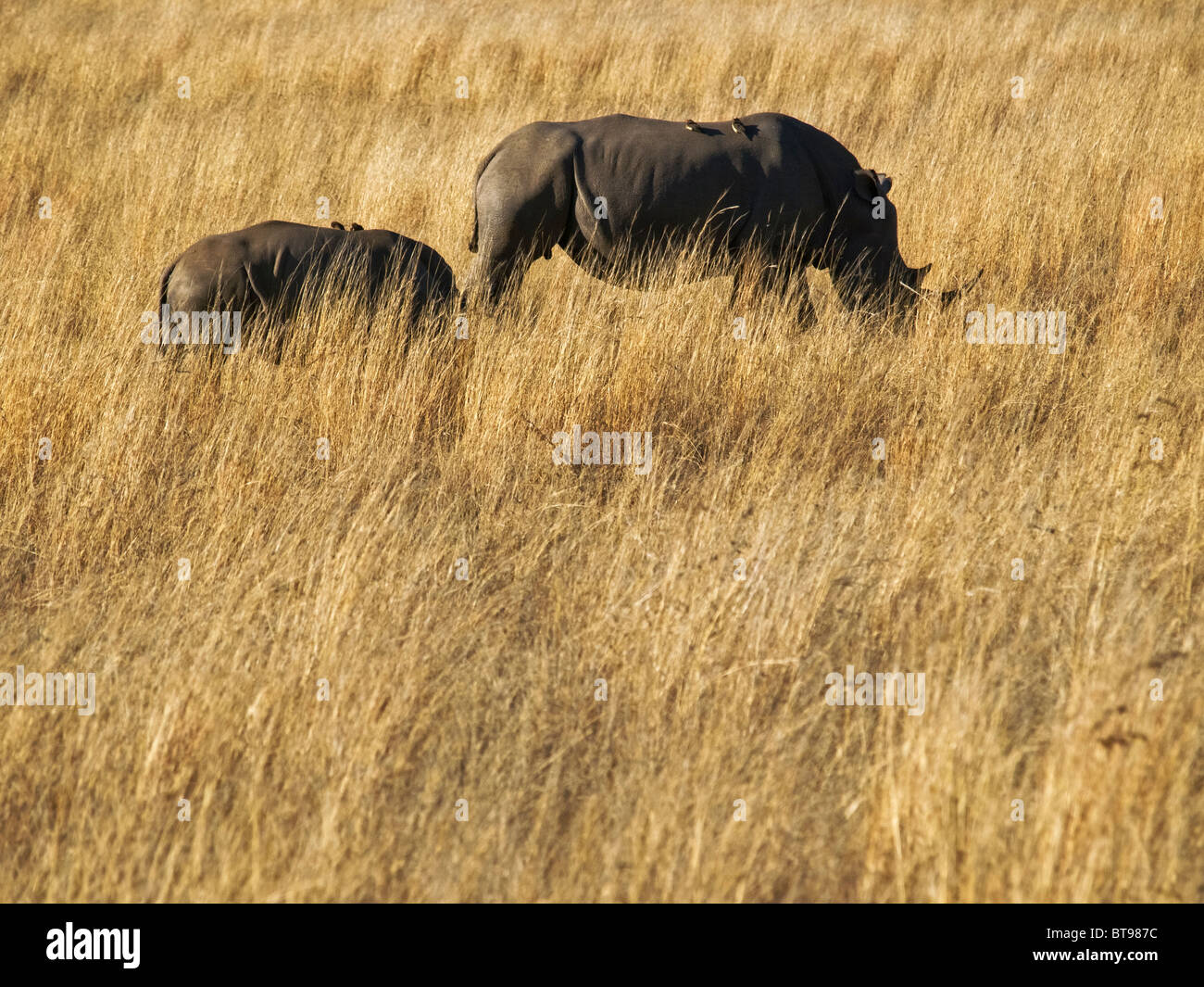 White Rhino Puppy follows his mother during the grazing in the wild ...