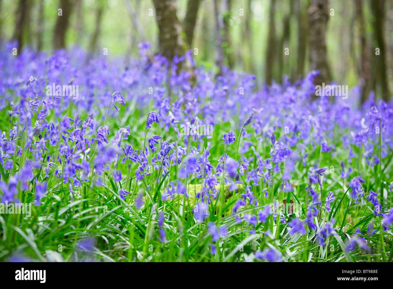 Spring bluebells, Dorset, England Stock Photo - Alamy